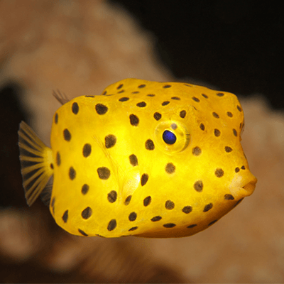 Professional Training | Biomimicry Immersion Workshop in Costa Rica