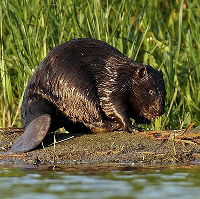 Immersion Workshop | Discover Nature’s Genius for Social Innovation ...