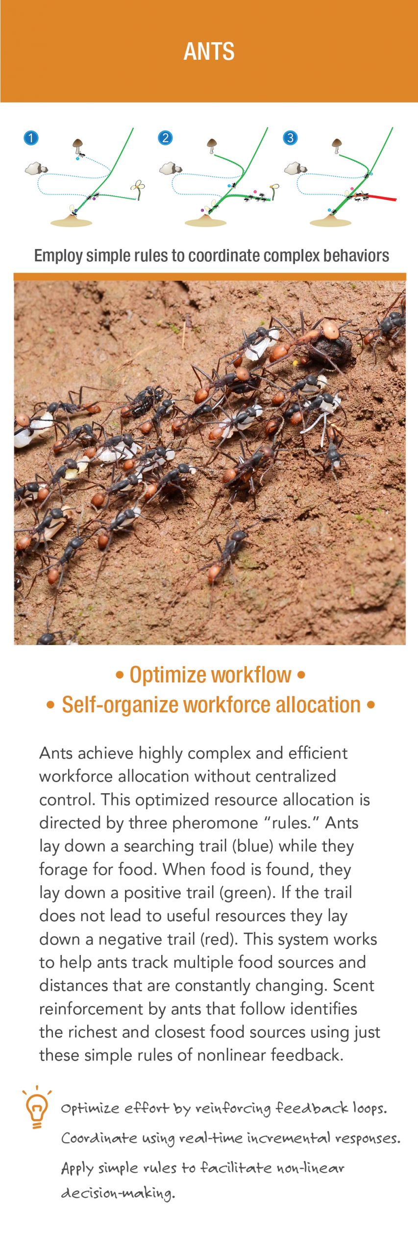 Inspiration - Biomimicry 3.8