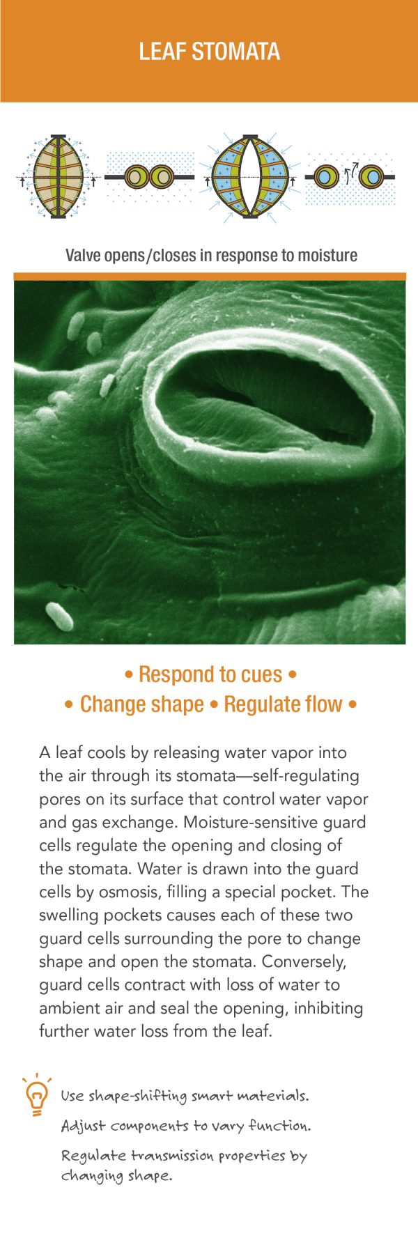 Inspiration - Biomimicry 3.8