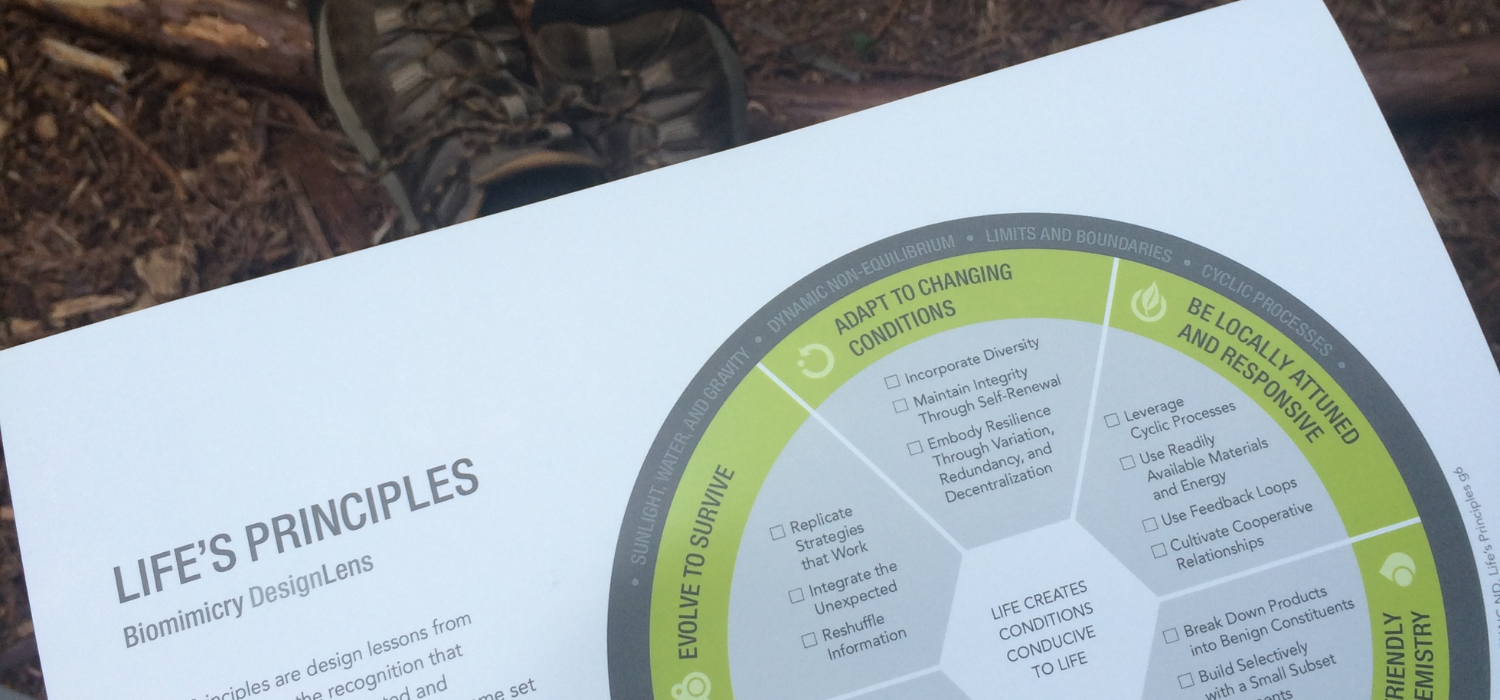 Immersion Workshop | Biomimicry Thinking for Design and Innovation 2023 ...